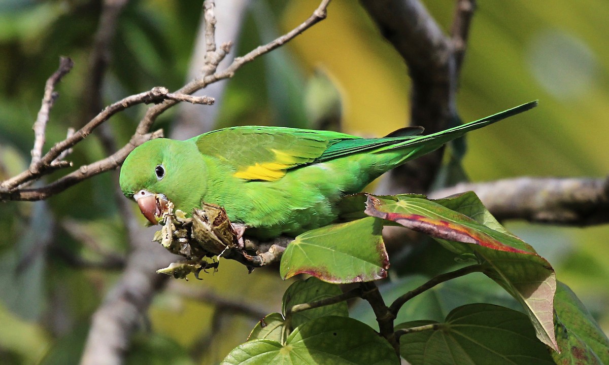 Yellow-chevroned Parakeet - Brotogeris chiriri - Birds of the World