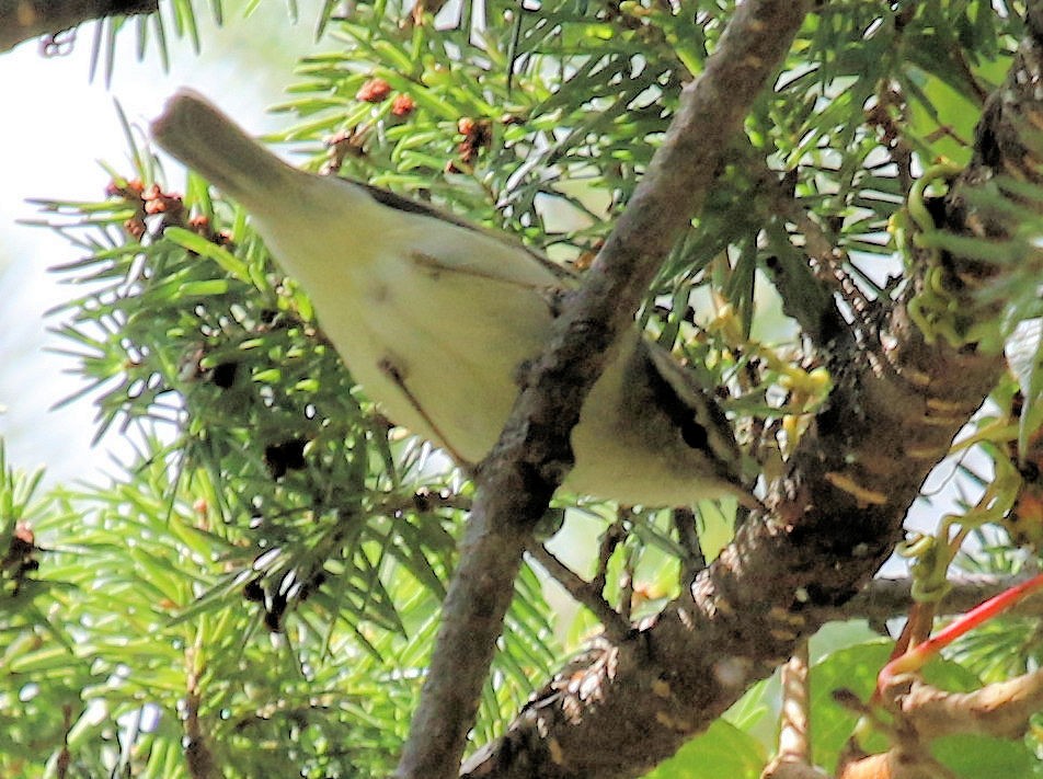 eBird Checklist - 6 Oct 2017 - Paro area - 12 species