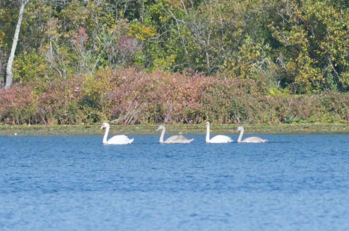 Mass Audubon eBird Checklist - 20 Sep 2020 - Westboro WMA - 66 species ...
