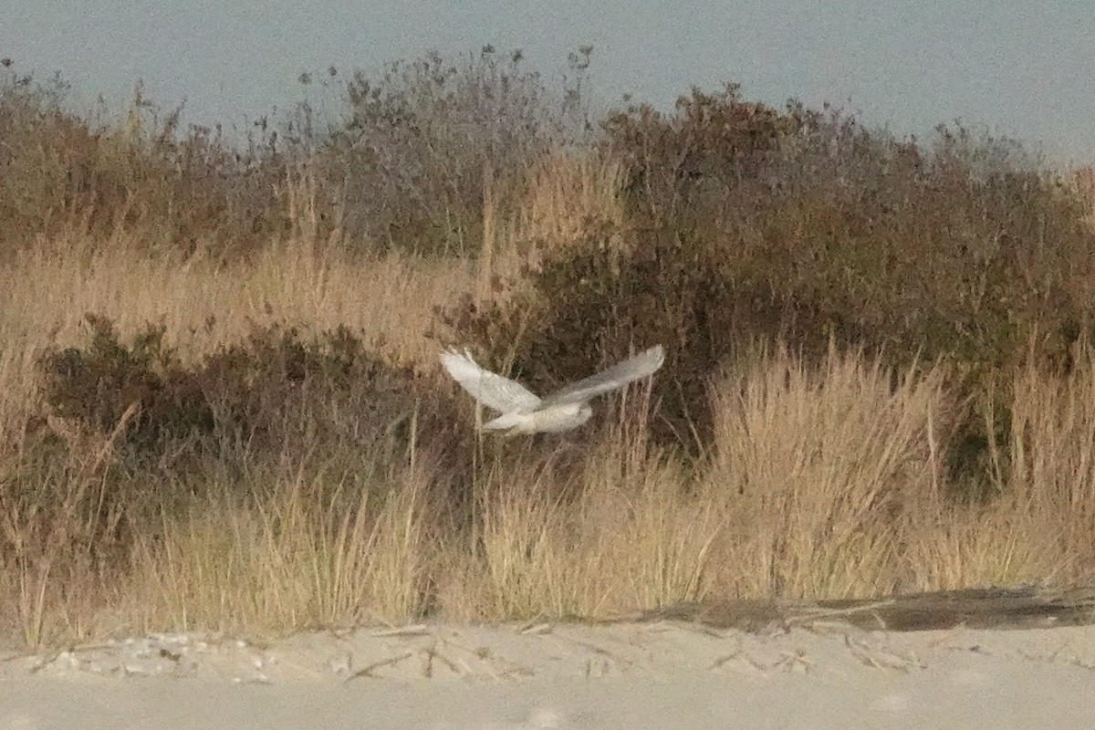 ML285018001 Snowy Owl Macaulay Library