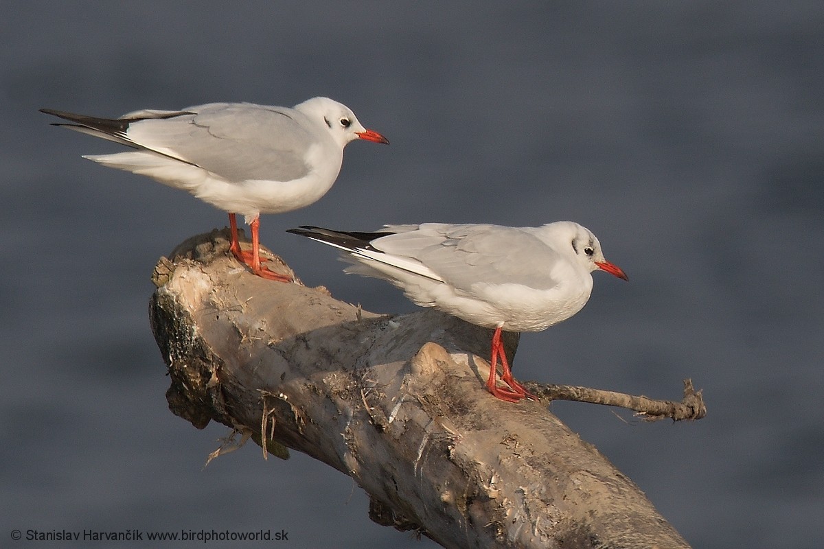 eBird Checklist - 2 Dec 2020 - VN Kráľová - 3 species