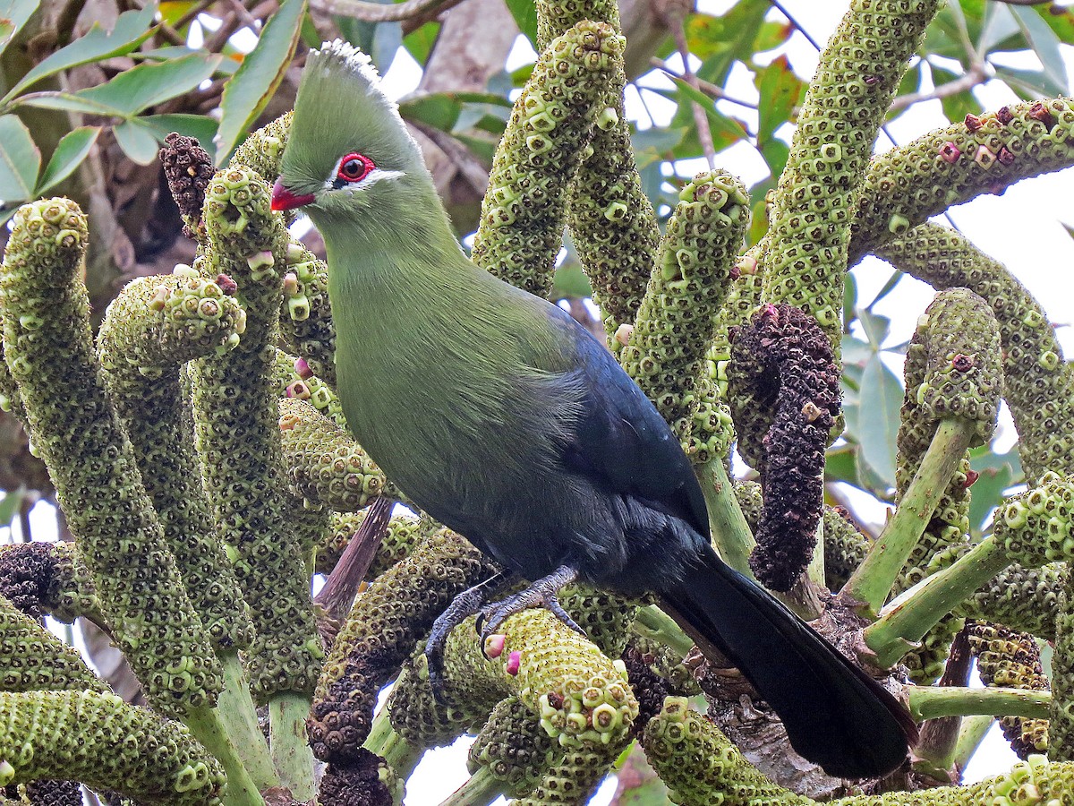 Knysna Turaco - Tauraco corythaix - Birds of the World