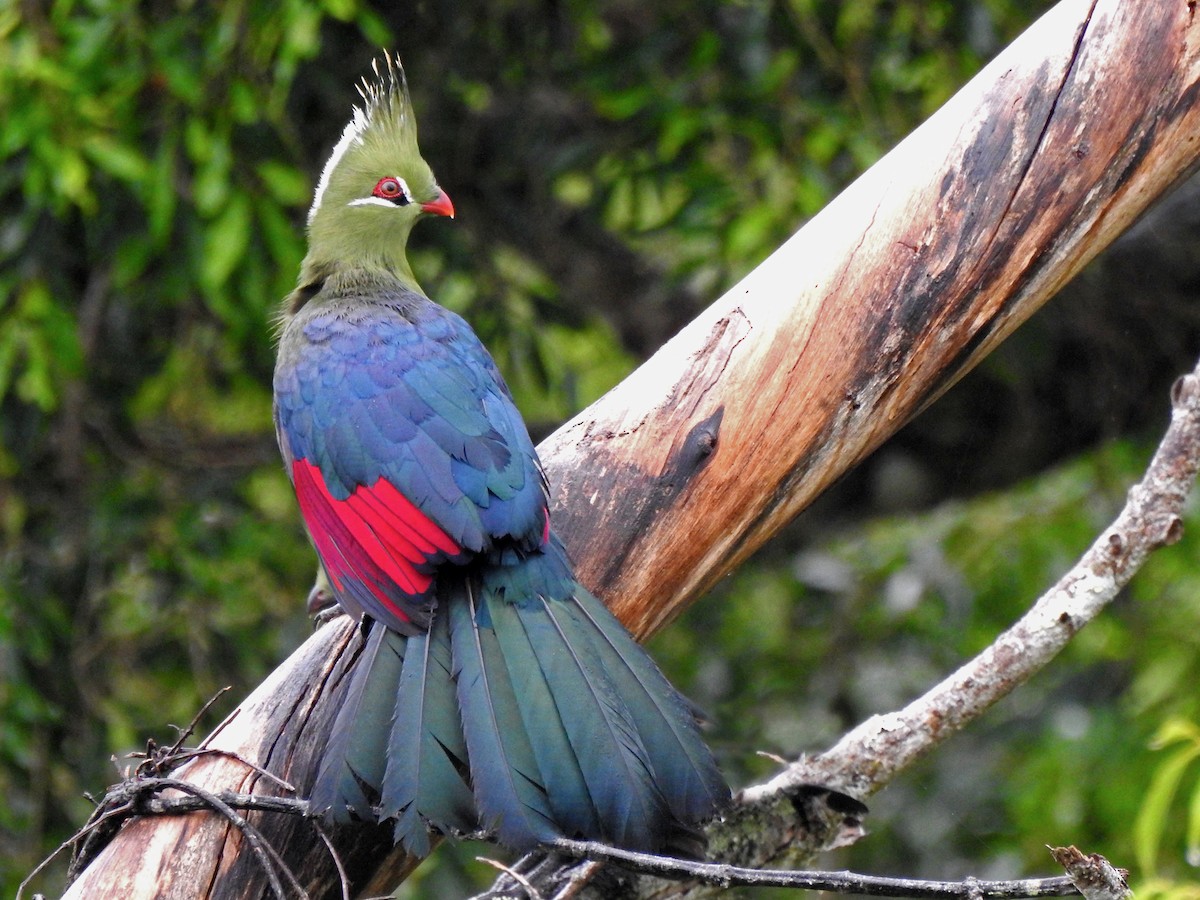 Livingstone's Turaco - Tauraco livingstonii - Birds of the World