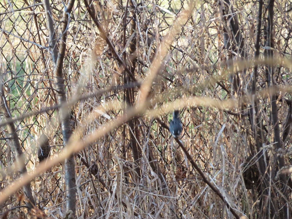 Wisconsin eBird Checklist - 4 Dec 2020 - Olin Park/Turville Point ...