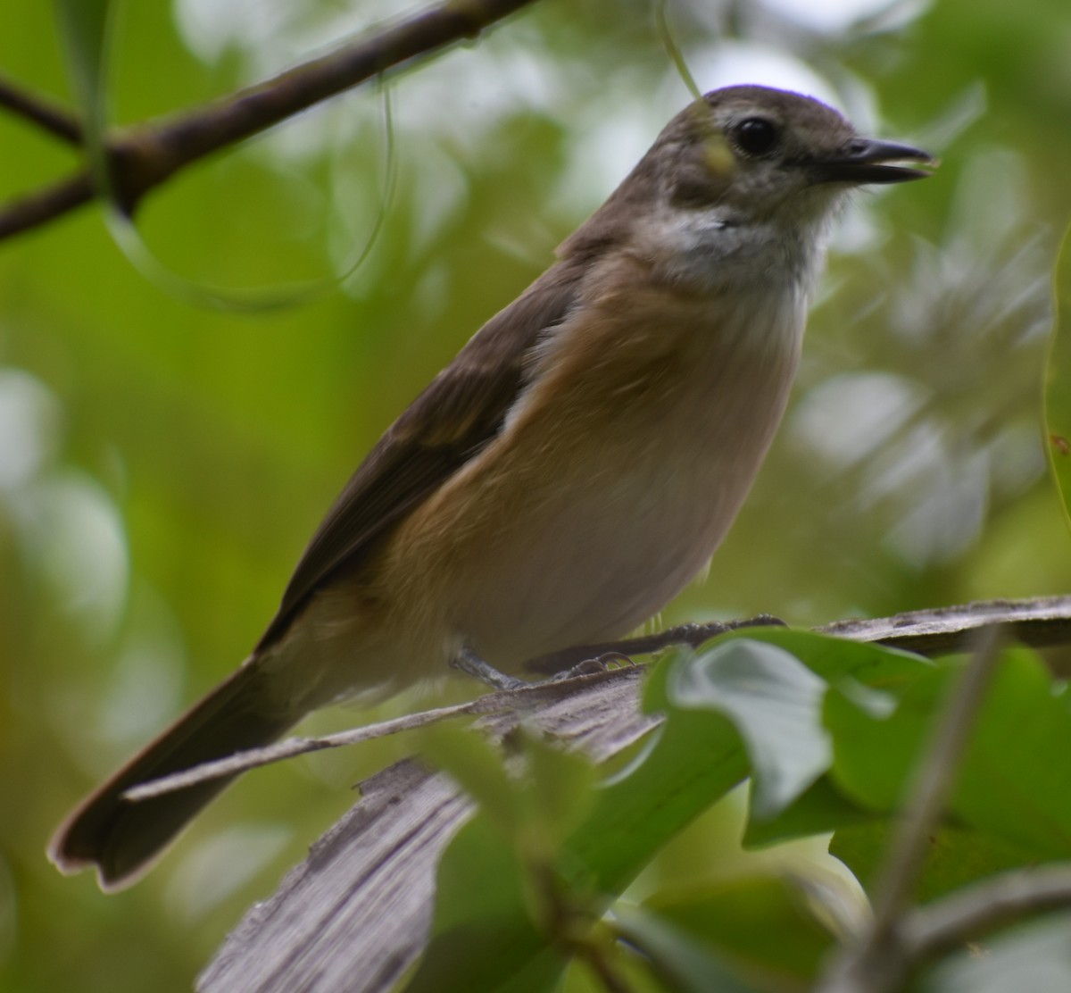 eBird Checklist - 5 Dec 2020 - Robin Falls - 18 species