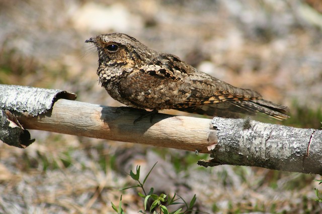 Legend Of The Whippoorwill