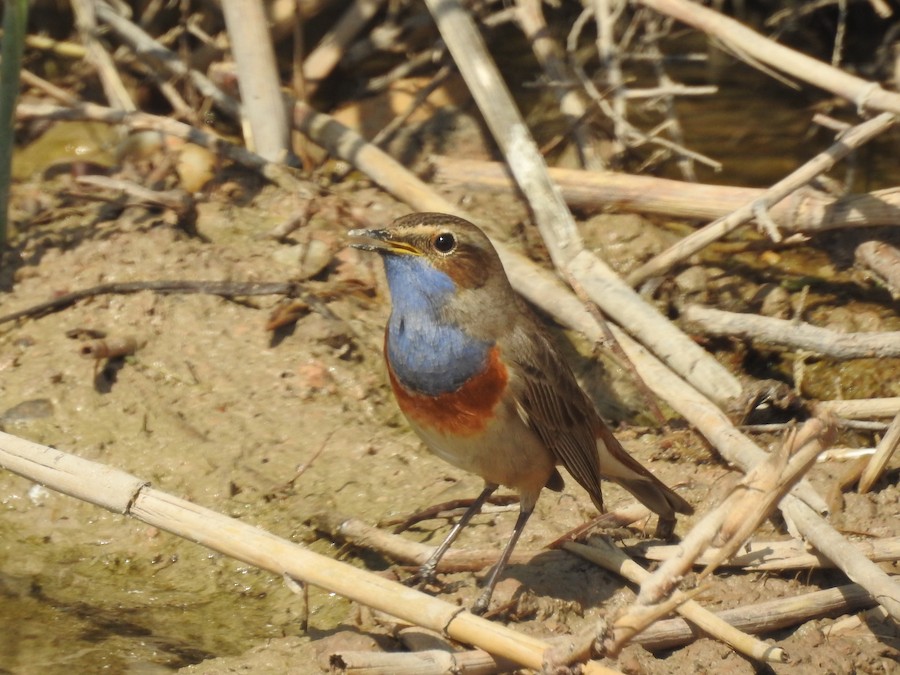 Bluethroat (Caucasian) - eBird