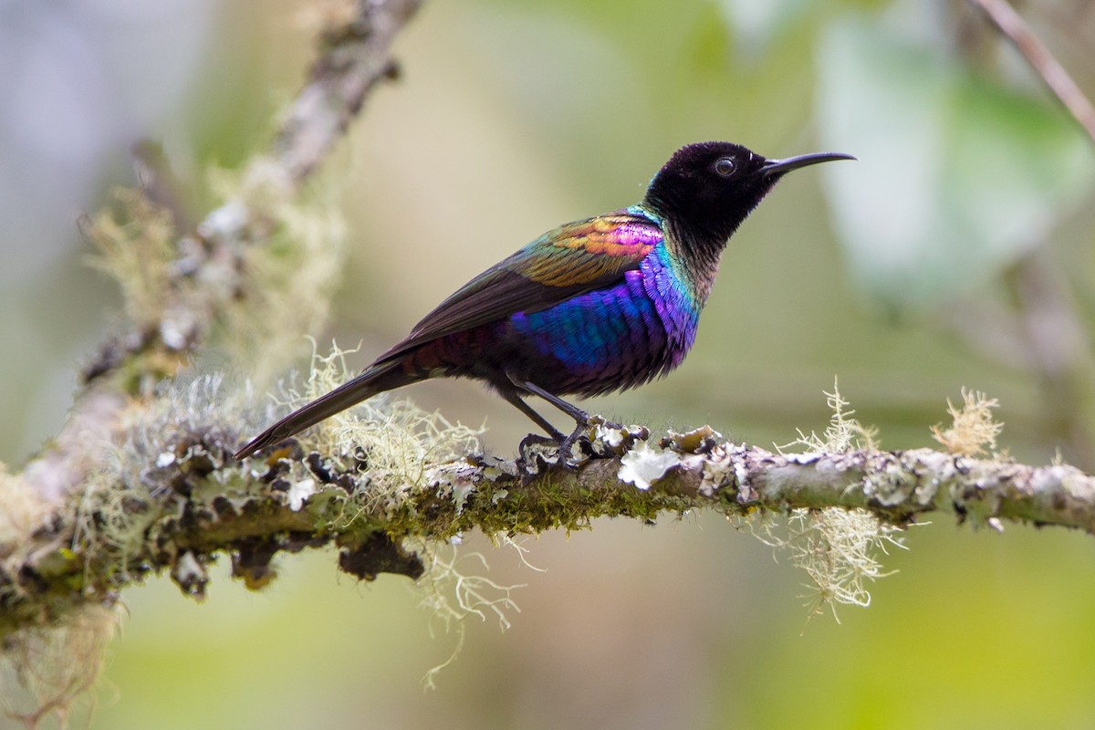 Purple-breasted Sunbird - Nectarinia purpureiventris - Birds of the World