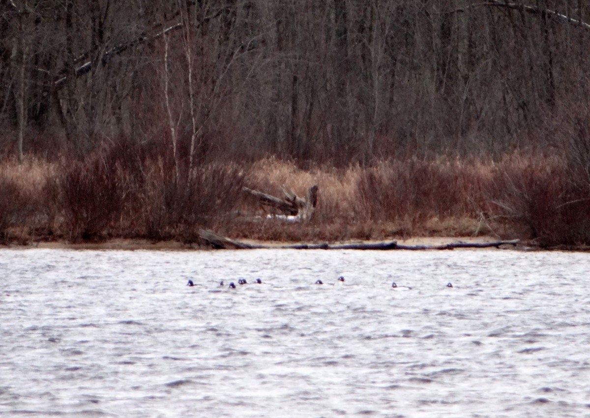 eBird Checklist - 6 Dec 2020 - Lac Maskinongé (cté d'Autray) - 5 species
