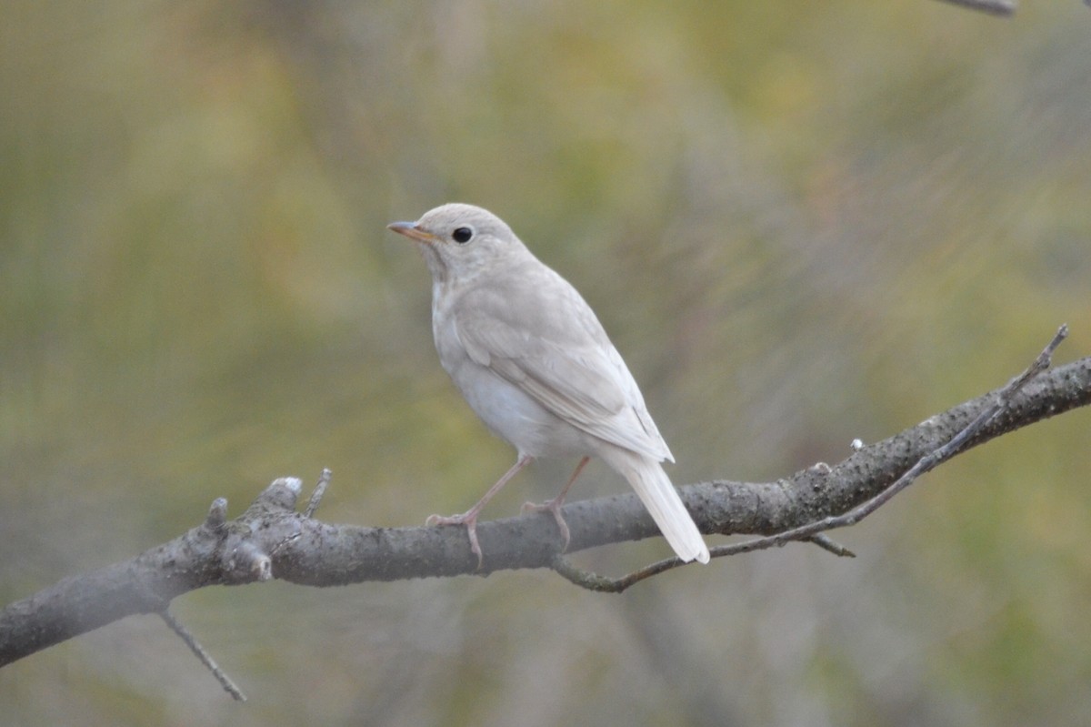 Catharus thrush sp. - eBird