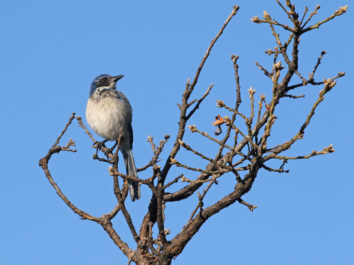 eBird Checklist - 21 Feb 2020 - Roxy Ann Butte/Prescott Park - 2 species