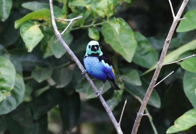 Seven Colored Tanager