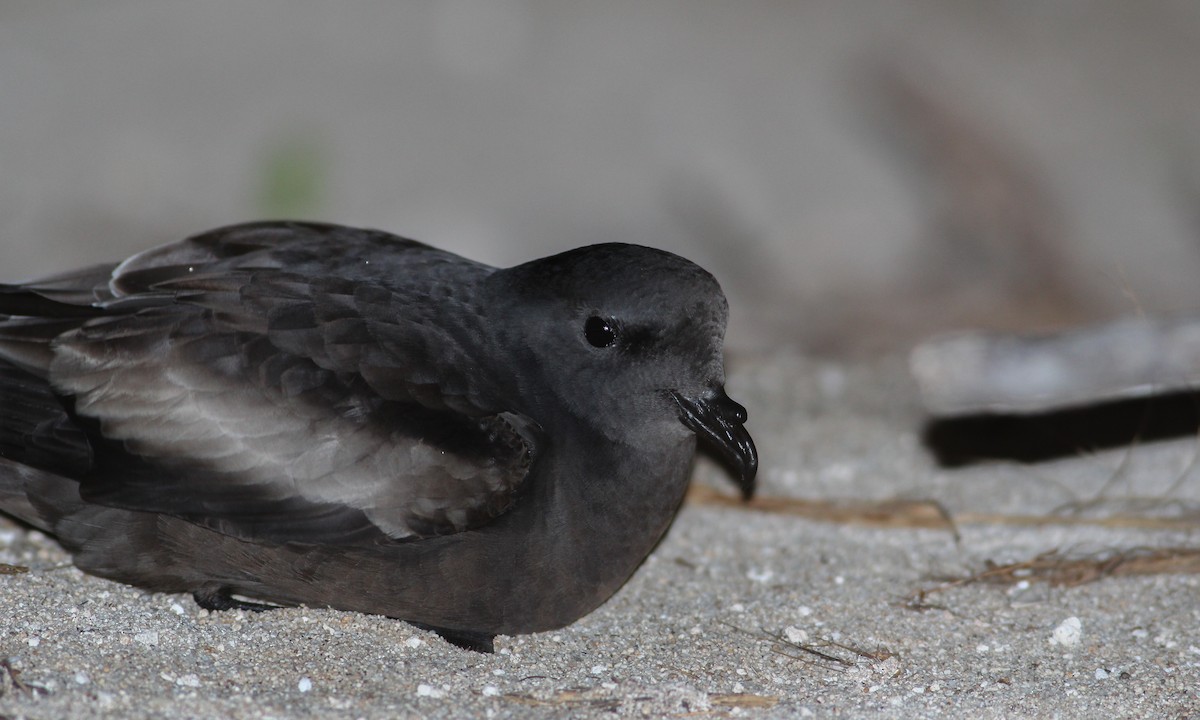 Tristram's Storm-Petrel - Hydrobates tristrami - Birds of the World