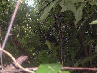 Horned Curassow - Pauxi unicornis - Birds of the World