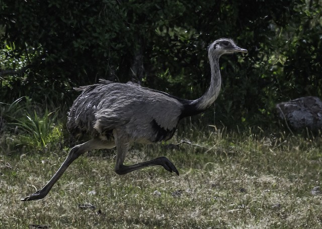 Greater Rhea