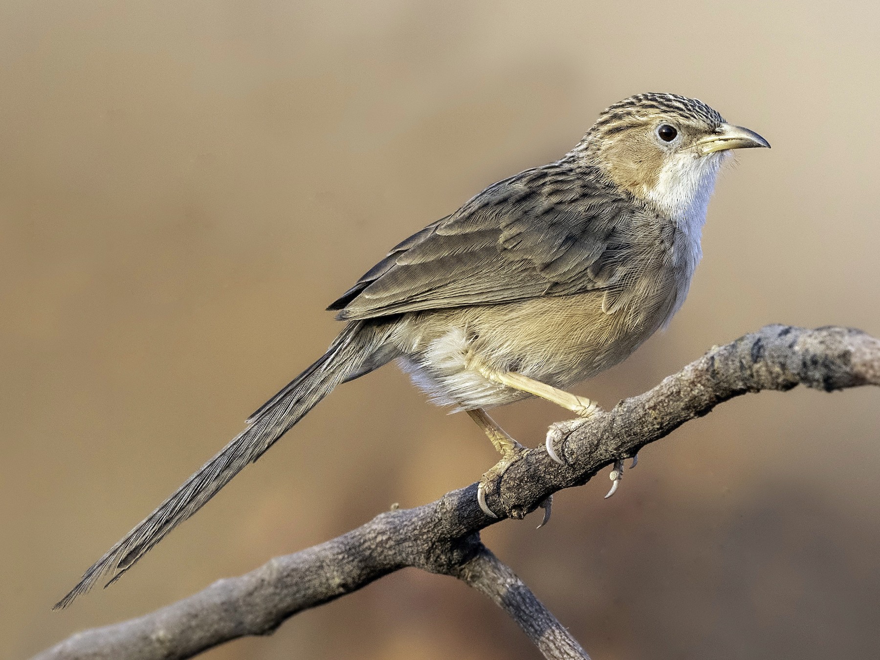 Common Babbler - eBird