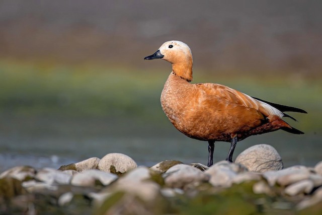 Ruddy Shelduck Facts