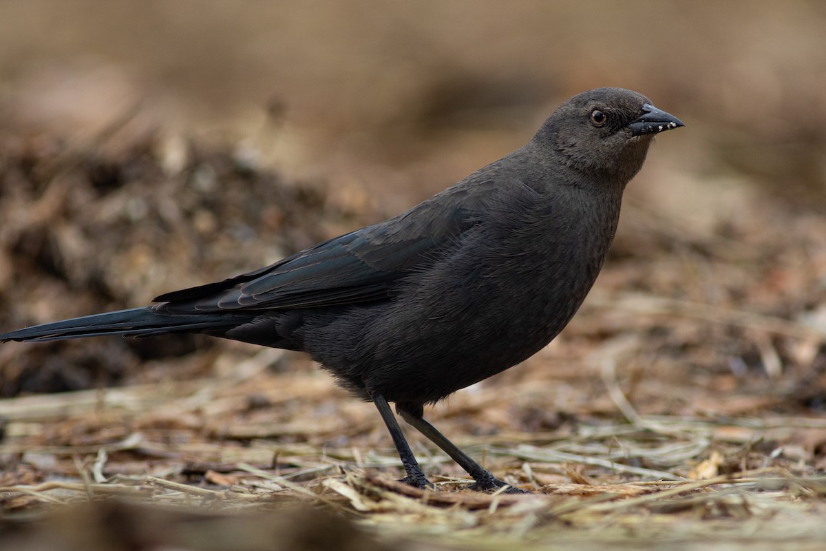 eBird Checklist - 9 Dec 2020 - Oak Top (private) - 3 species