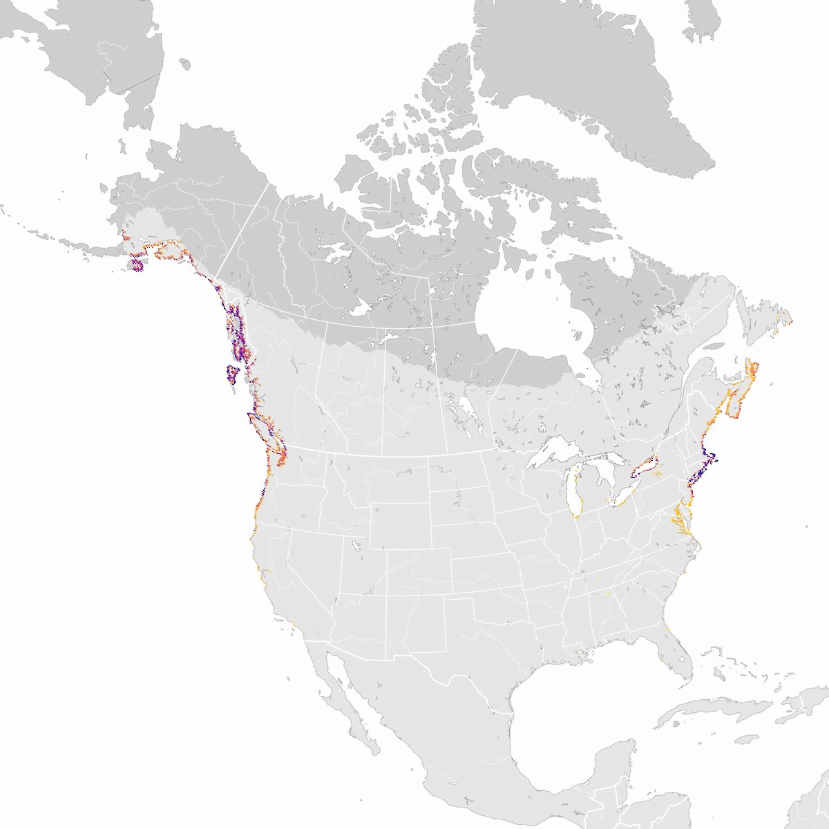 White-winged Scoter - Abundance animation - eBird Status and Trends