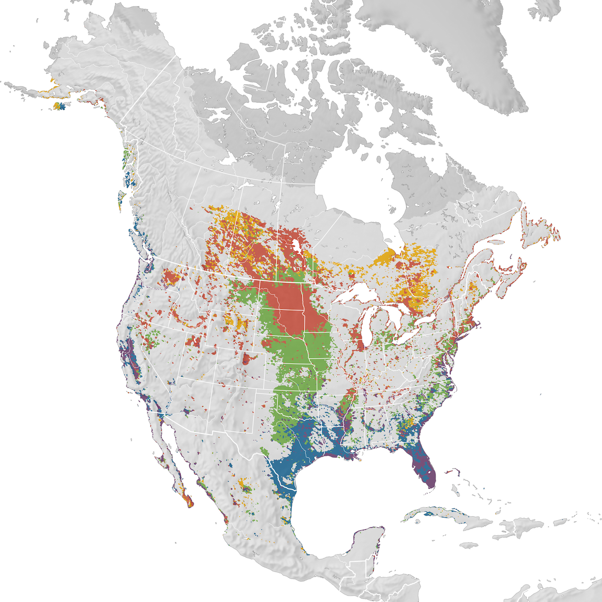 Double-crested Cormorant - Range map - eBird Status and Trends