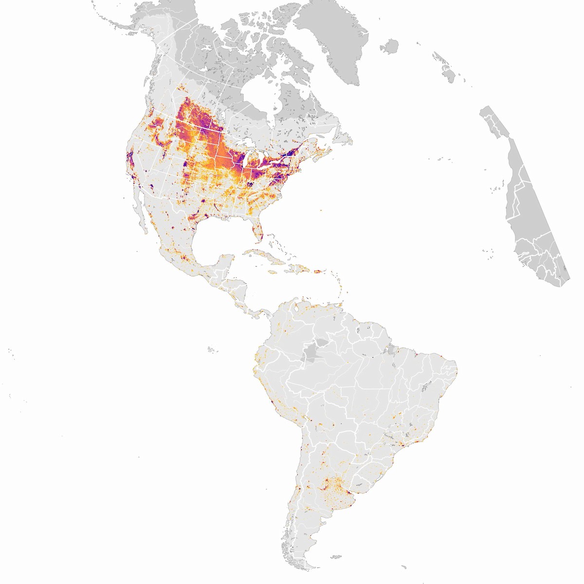 Rock Pigeon - Abundance animation - eBird Status and Trends