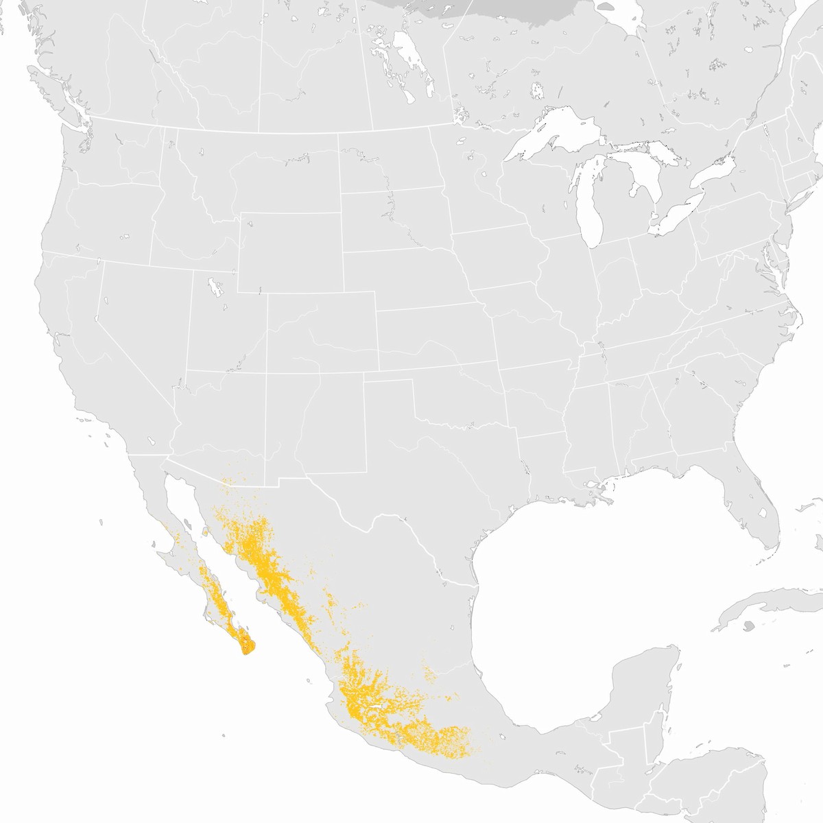 Lazuli Bunting - Abundance animation - eBird Status and Trends