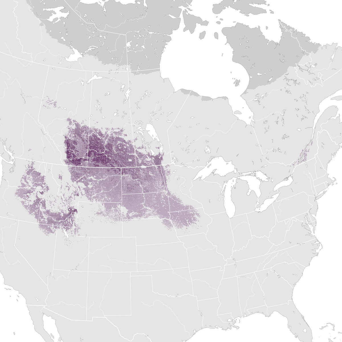 Gray Partridge - Abundance map - eBird Status and Trends