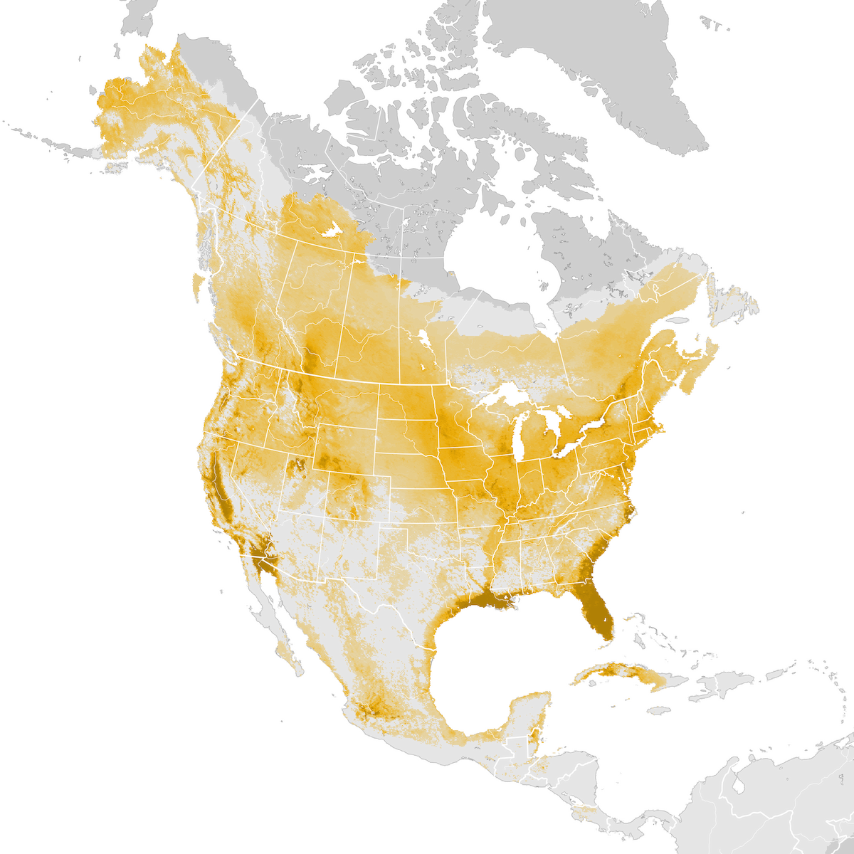 Tree Swallow - Abundance map: Pre-breeding migration - eBird Status and ...