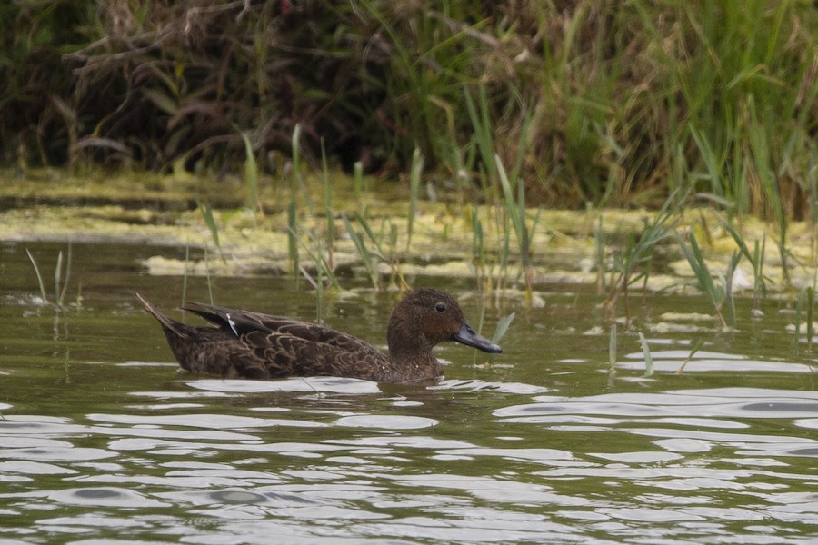 Mallard x Brown Teal (hybrid) - eBird