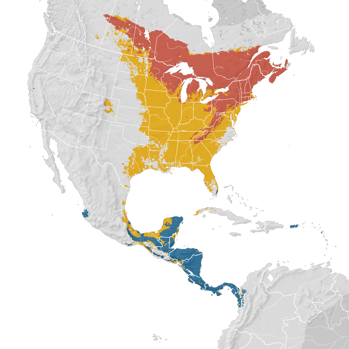 Chestnut-sided Warbler - Range map - eBird Status and Trends