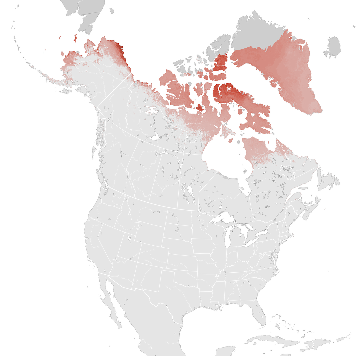 Glaucous Gull - Abundance map: Breeding - eBird Status and Trends