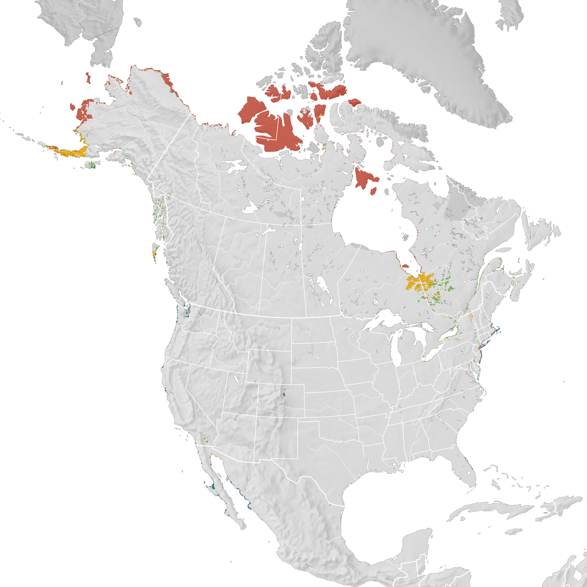 Brant - Range map - eBird Status and Trends