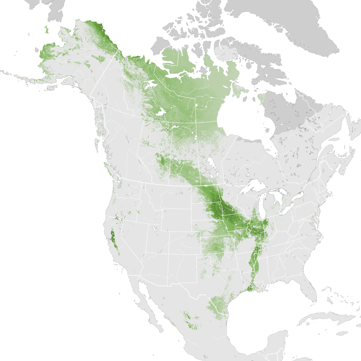 Greater White-fronted Goose - Abundance map: Pre-breeding migration ...