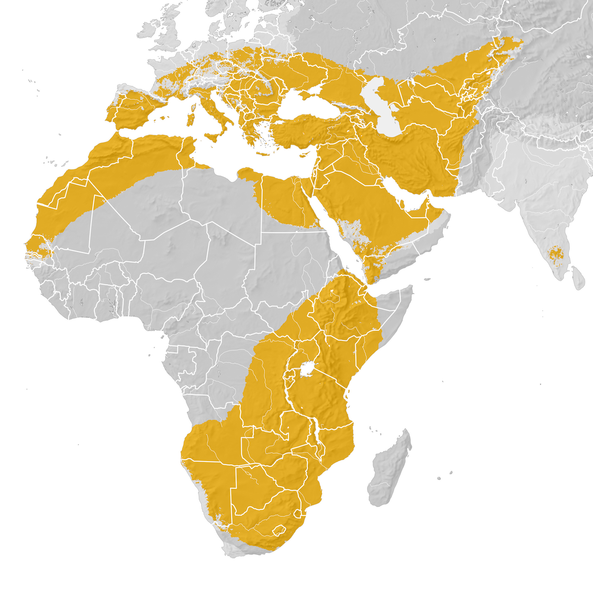 European Bee-eater - Range map: Pre-breeding migration - eBird Status ...