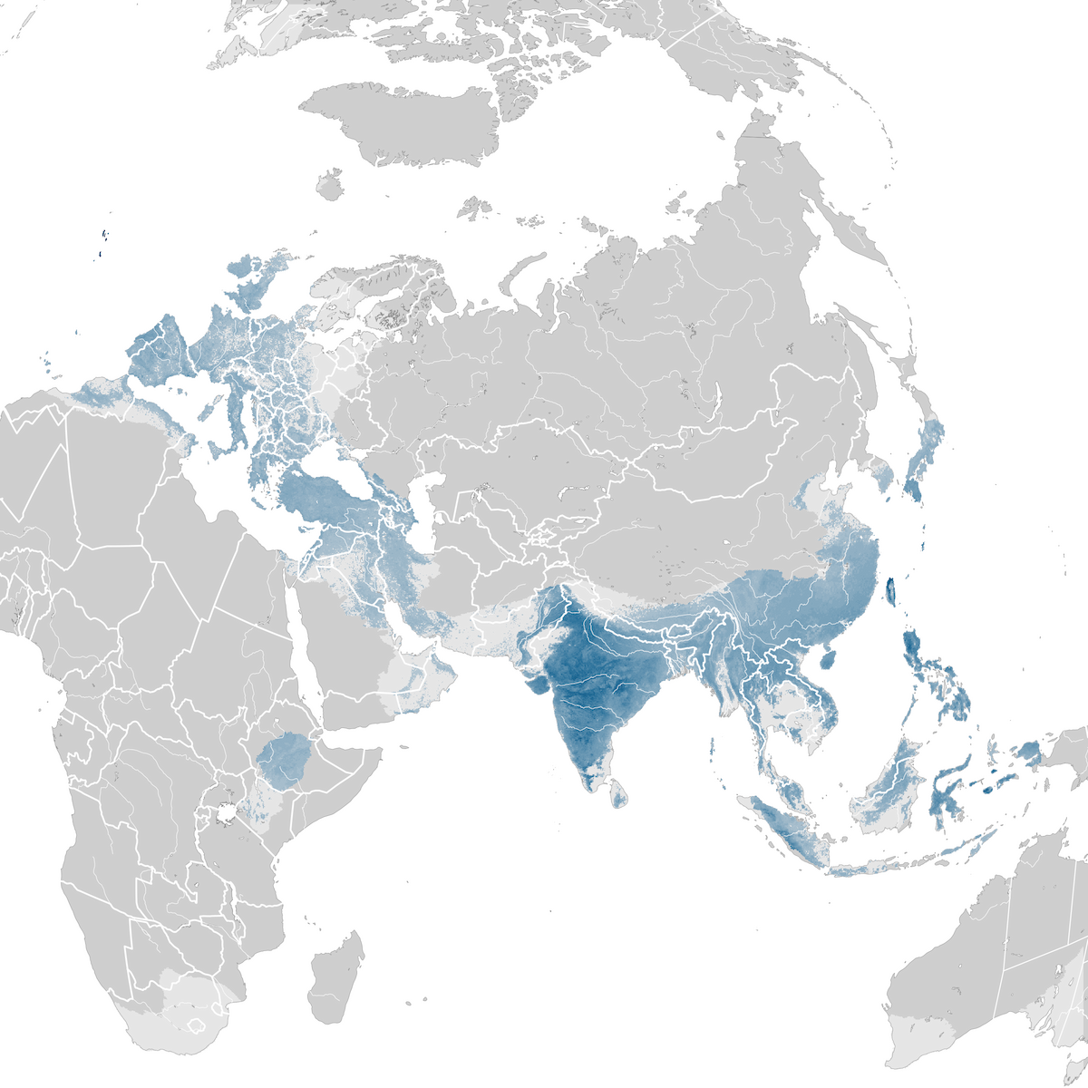 Gray Wagtail - Abundance map: Non-breeding - eBird Status and Trends