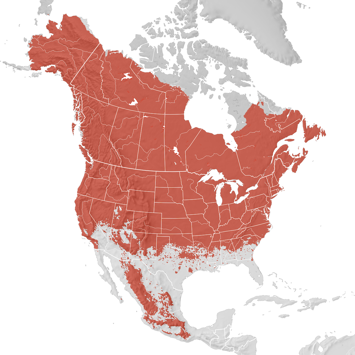 American Robin - Range map: Breeding - eBird Status and Trends