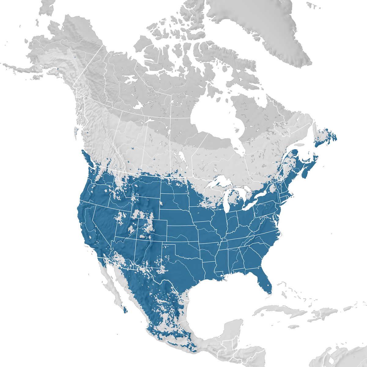 American Robin - Range map: Non-breeding - eBird Status and Trends