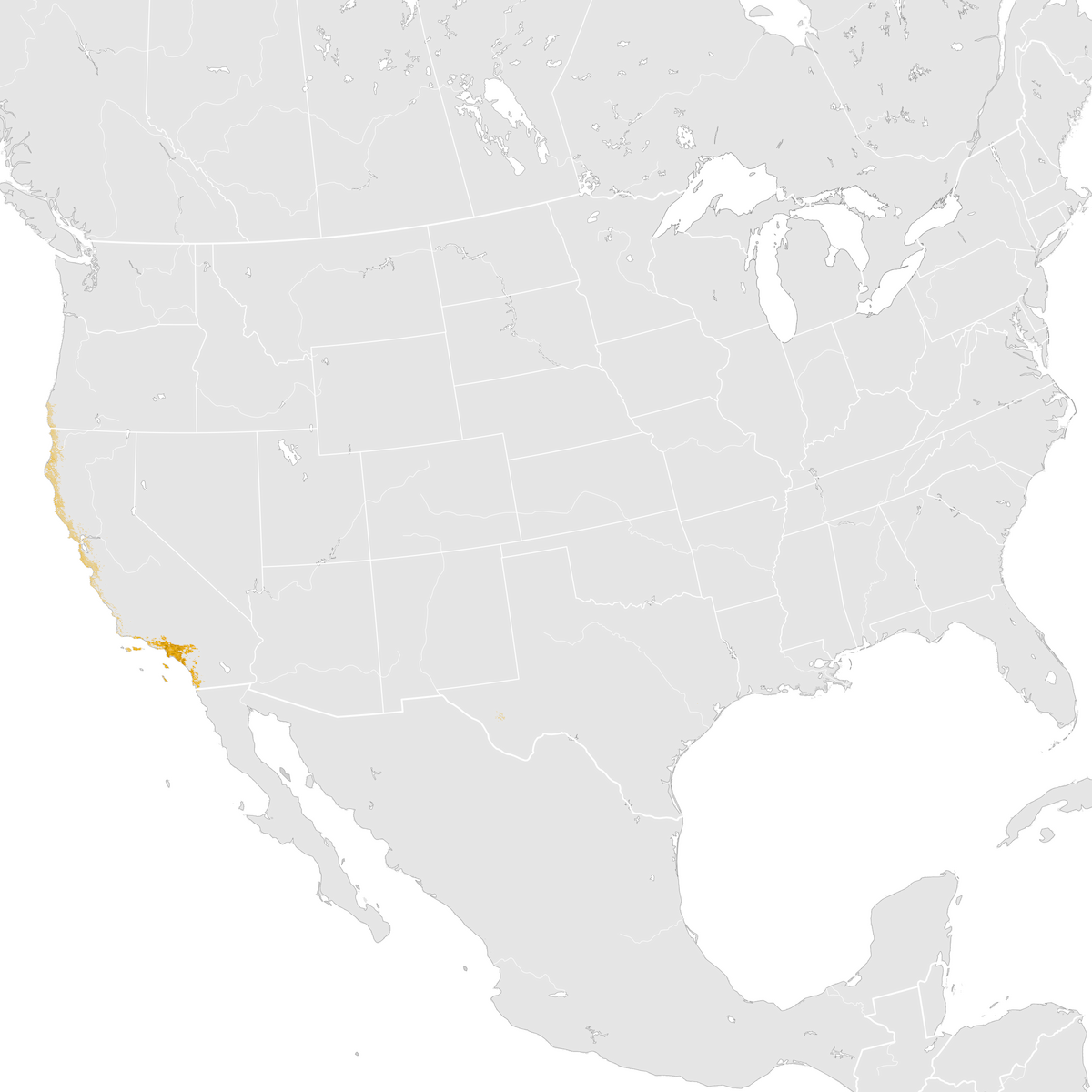 Allen's Hummingbird - Abundance map: Post-breeding migration - eBird ...