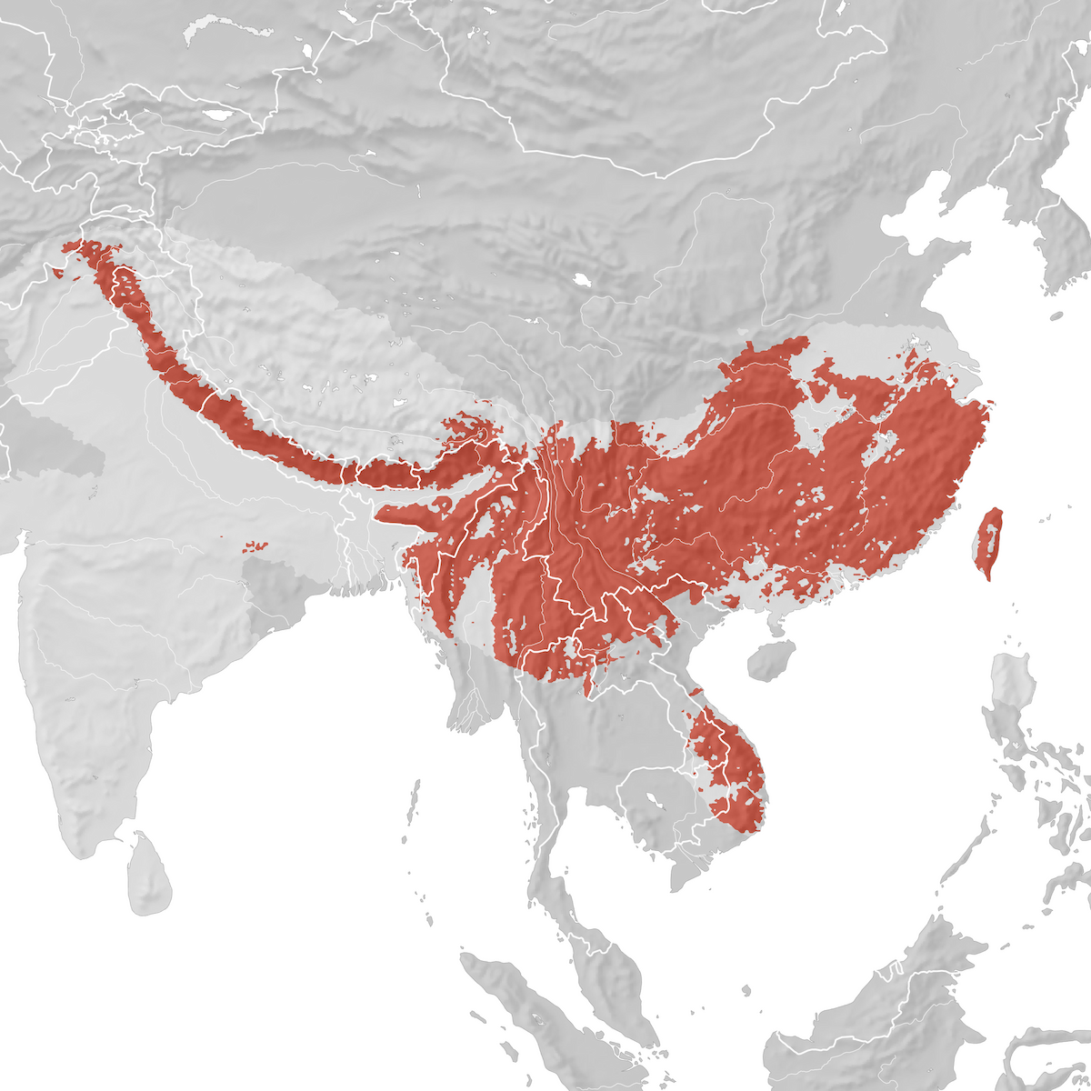 Black Bulbul - Range map: Breeding - eBird Status and Trends