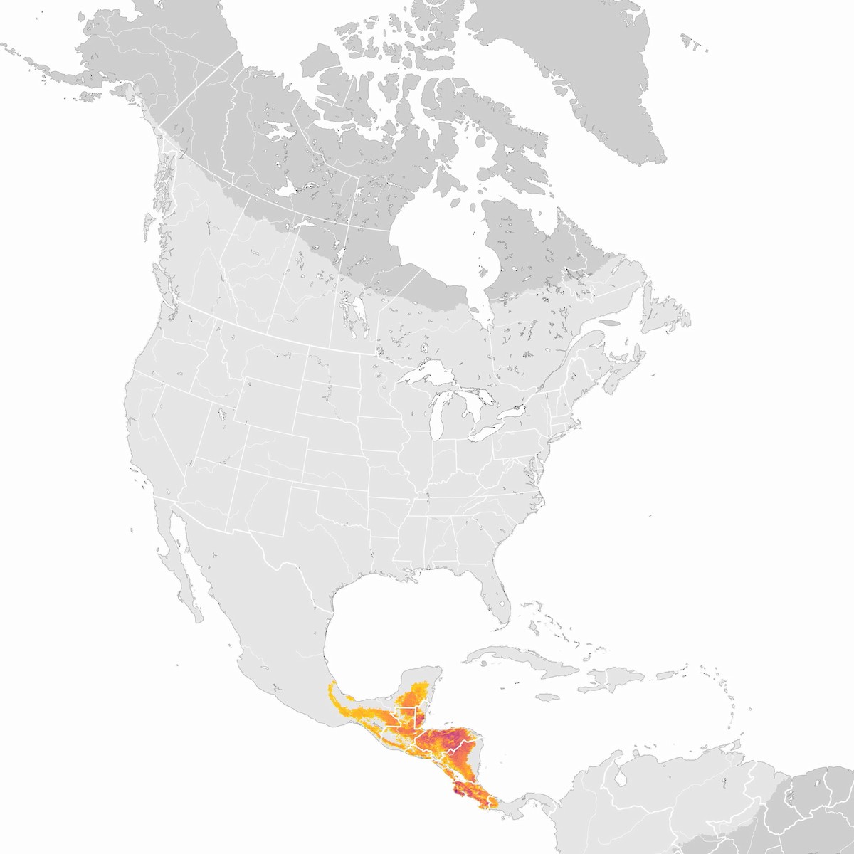 Yellow-bellied Flycatcher - Abundance animation - eBird Status and Trends