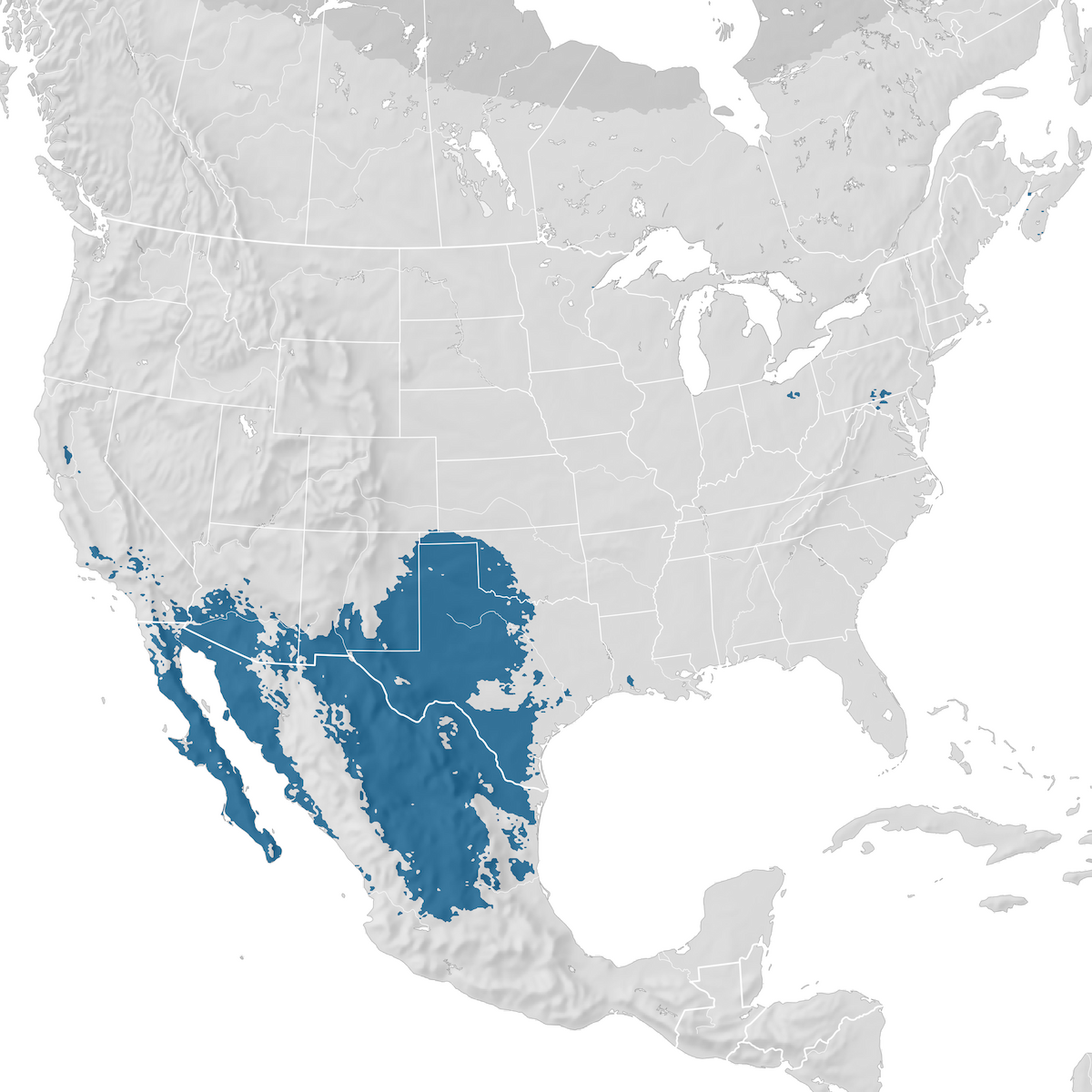 Lark Bunting - Range map: Non-breeding - eBird Status and Trends