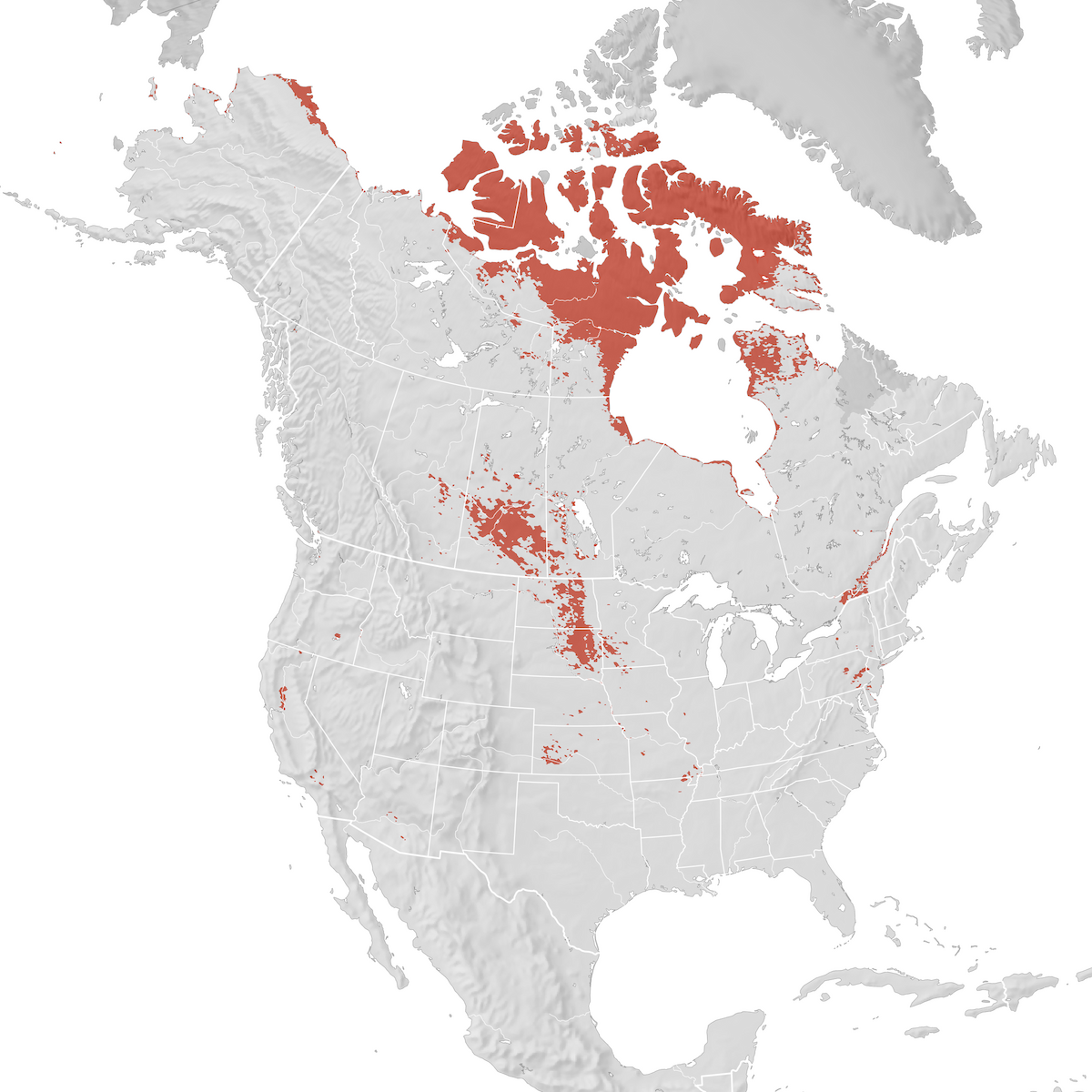 Snow Goose - Range map: Breeding - eBird Status and Trends