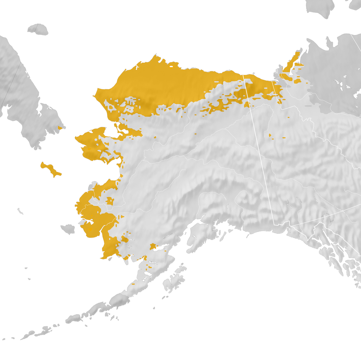 Eastern Yellow Wagtail - Range map: Pre-breeding migration - eBird ...