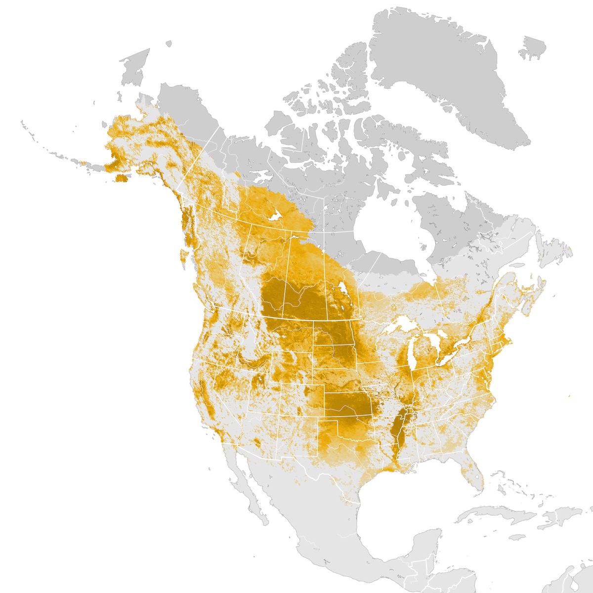 Mallard - Abundance map: Post-breeding migration - eBird Status and Trends