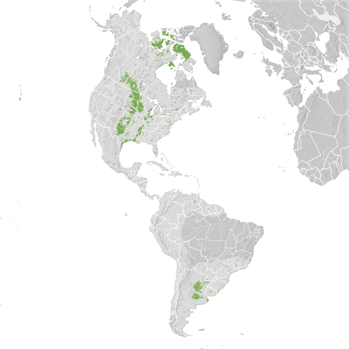 White-rumped Sandpiper - Range map: Pre-breeding migration - eBird ...