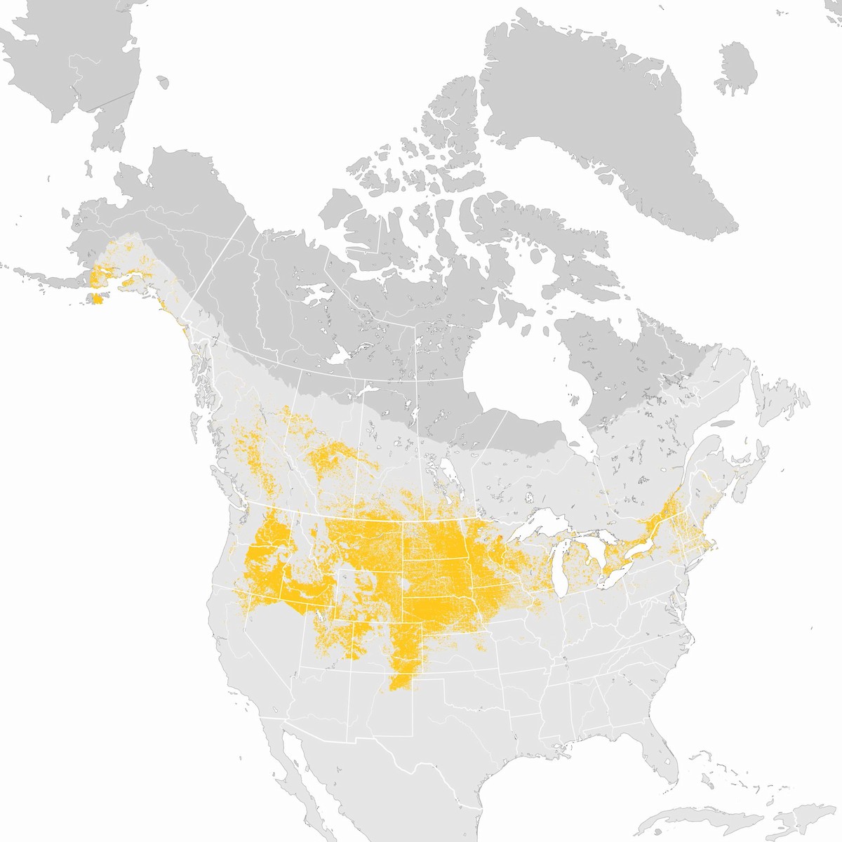 Northern Shrike - Abundance animation - eBird Status and Trends