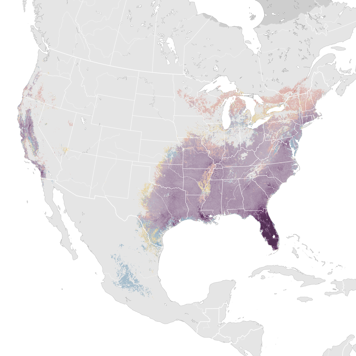 Red-shouldered Hawk - Abundance map - eBird Status and Trends