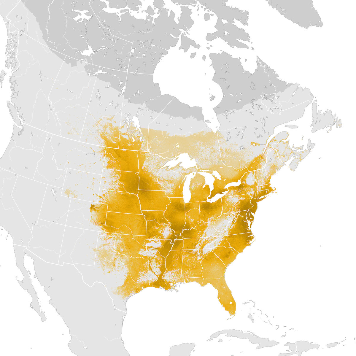 Common Grackle - Abundance map: Post-breeding migration - eBird Status ...