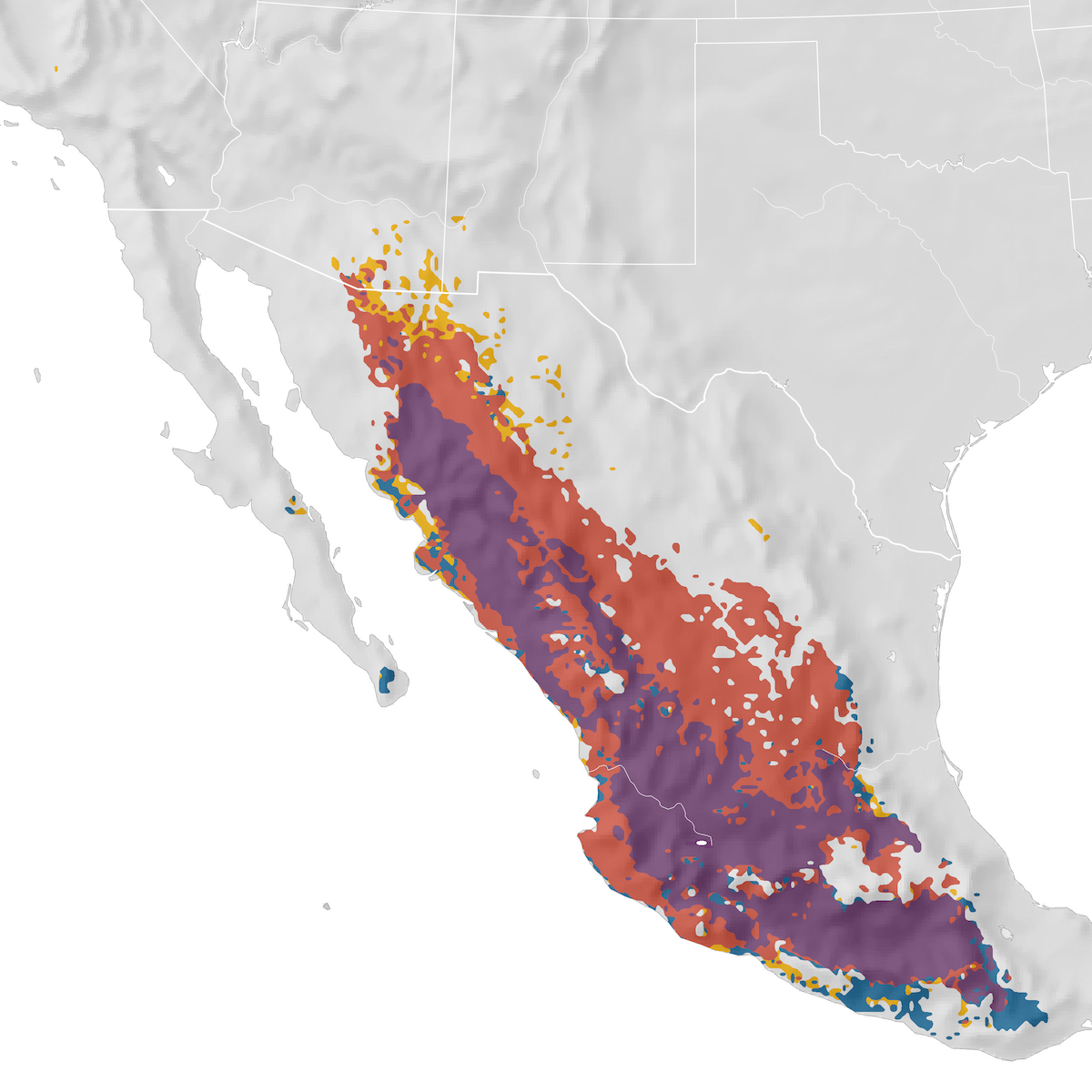 Violet-crowned Hummingbird - Range map - eBird Status and Trends