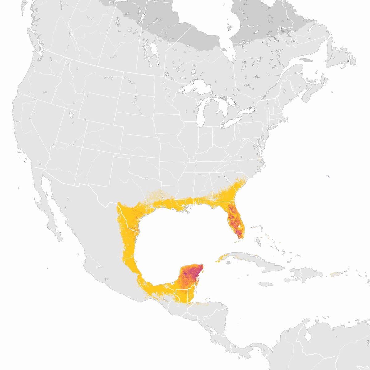 White-eyed Vireo - Abundance animation - eBird Status and Trends